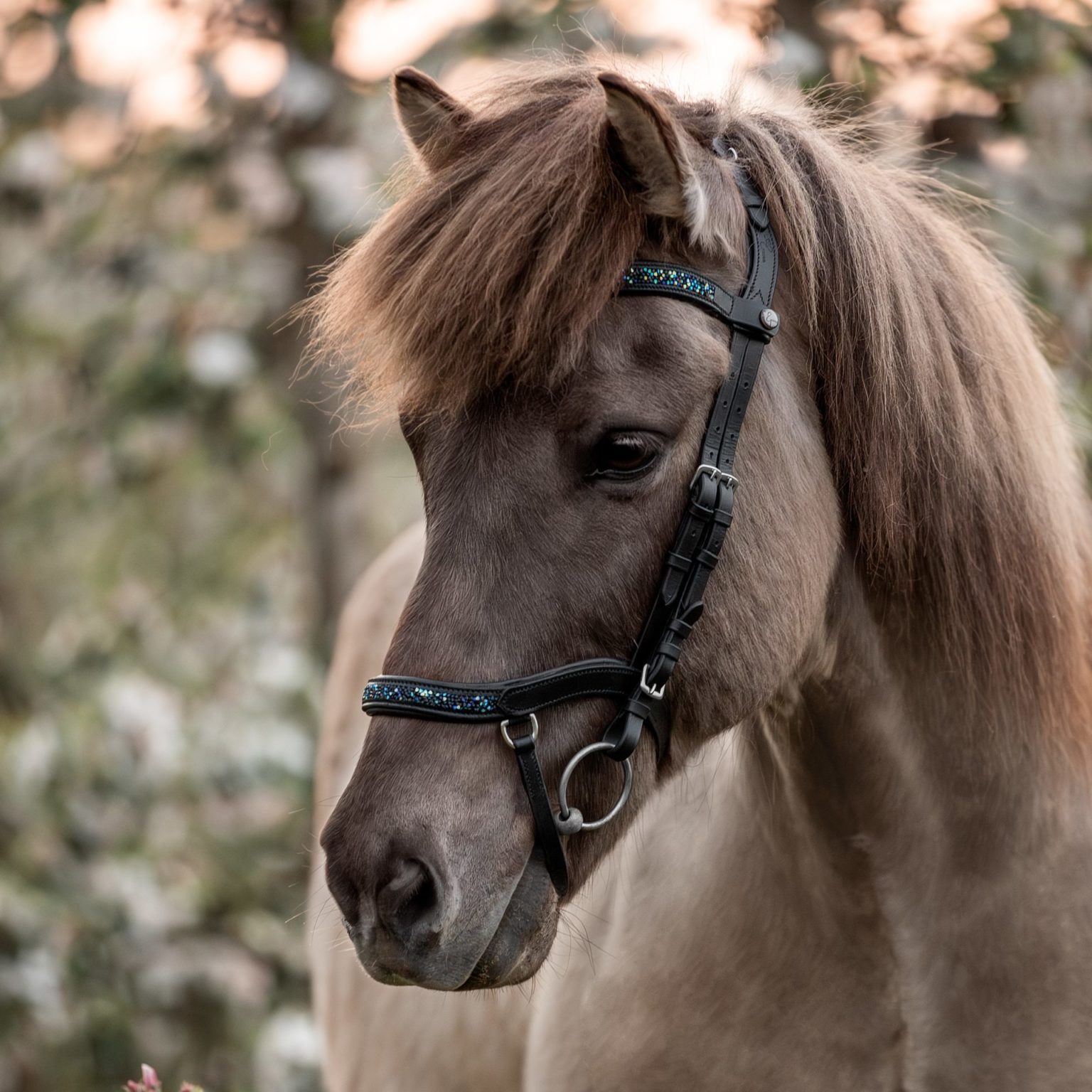 Fjóla - Dein Shop für Islandpferdezubehör