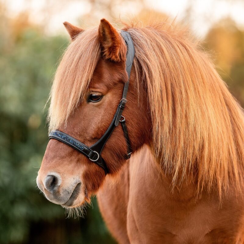 Fjóla Starter-Set 1 "dark-ocean" - Fjóla