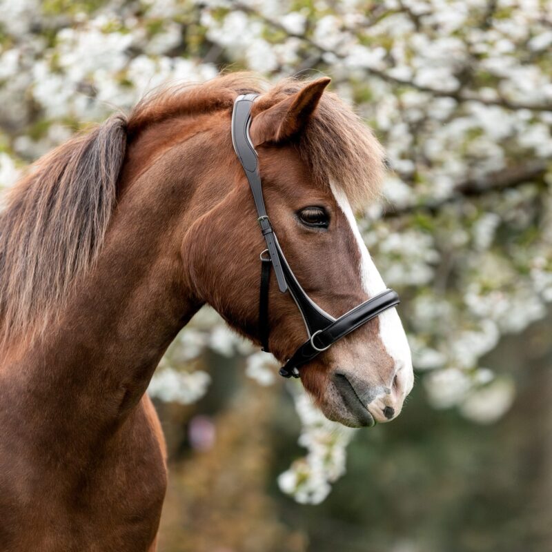 Fjóla Starter-Set 1 "Basic" - Fjóla