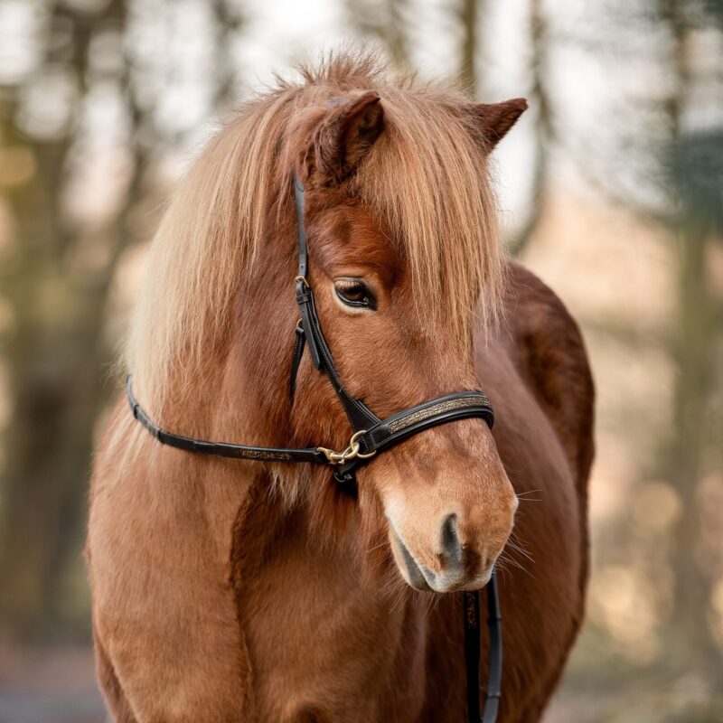 Fjóla Starter Set 1 "Golden Brown" - Fjóla